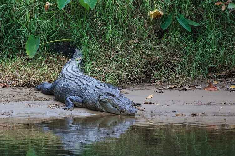 Crocodile Point - Spot Mugger & Gharial Crocodiles | Pilibhit Tiger Reserve